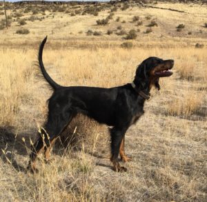 Our Gordon Setters | tallgrassgordonsetters.com