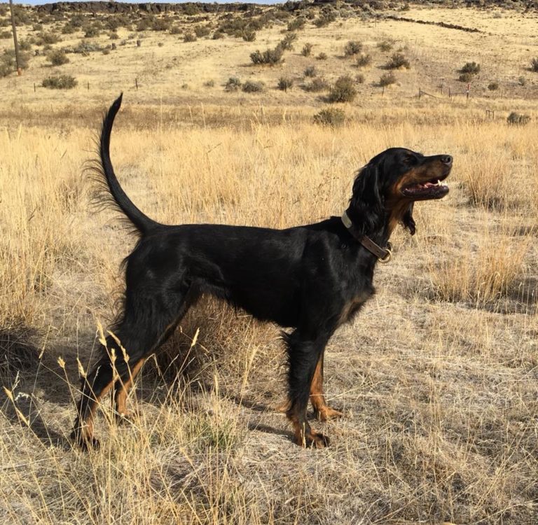 Our Gordon Setters | tallgrassgordonsetters.com
